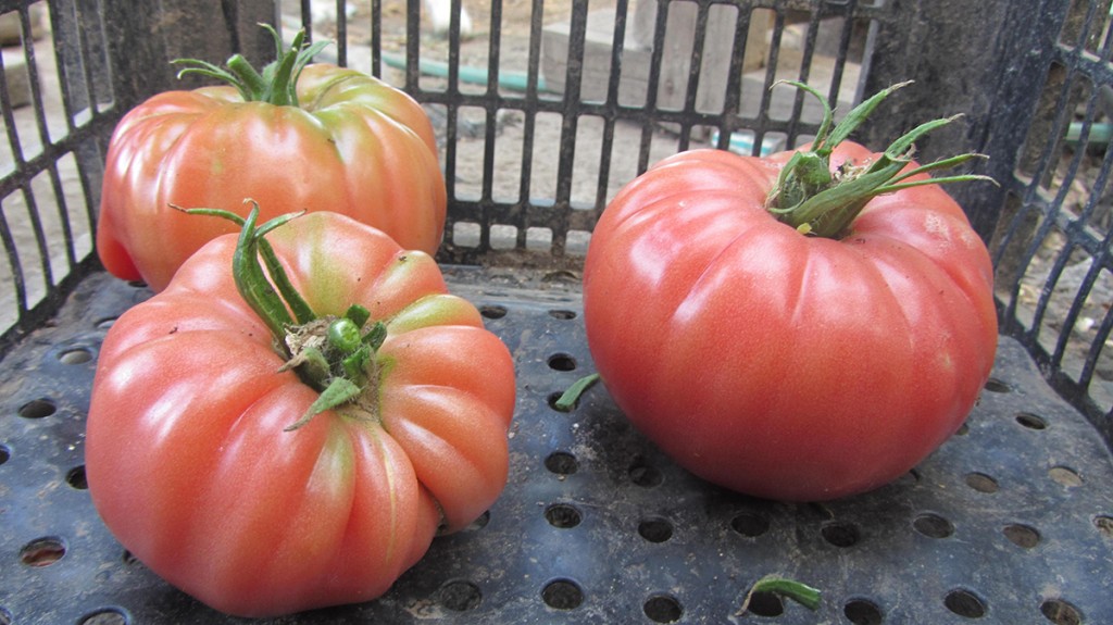 AGRICULTORES RESCATAN UNA ESPECIE ANCESTRAL DE TOMATE | Construir TV